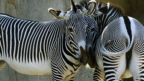 BBC World Service - BBC OS, What's the point of a zebra's stripes?