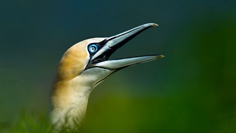 BBC One - Big Blue UK, Seabirds, The gull: friend or foe?