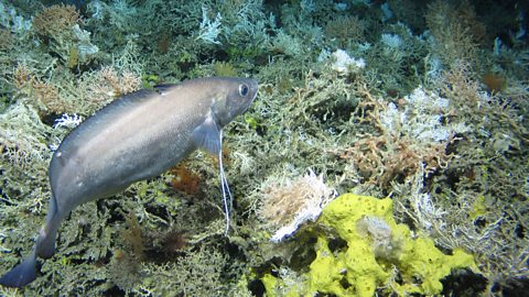 BBC Radio 4 - BBC Inside Science, 20/08/2015