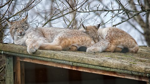BBC Scotland - Scotland’s Wildlife, Series 1, Bring back the Lynx?