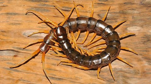 BBC World Service - Newshour, The giant venomous centipede - that swims!