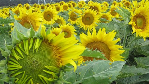BBC World Service - Science In Action, Sun-tracking Sunflowers