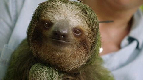 BBC One - Ingenious Animals, Communication, "Just think of them as big ...