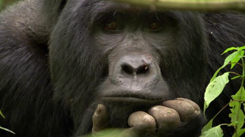 BBC One - Animal Babies