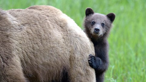 BBC One - Animal Babies