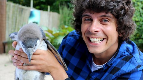 CBeebies - Andy's Baby Animals