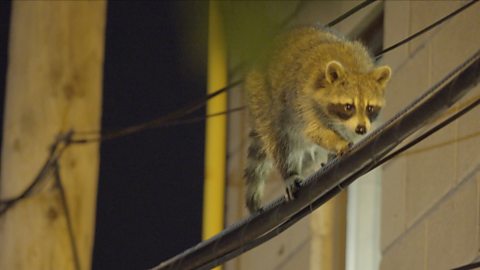 BBC One - Planet Earth II - Ten things you should know about yetis