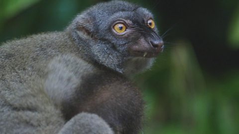 BBC One - Spy in the Wild, Series 1