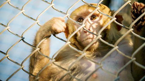 BBC Three - The Monkey Lab