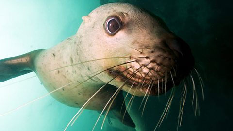 BBC One - Nature's Great Events - Episode guide