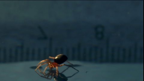 BBC One - Super Small Animals