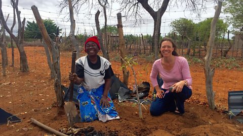 BBC Radio 4 - Natural Histories, Baobab