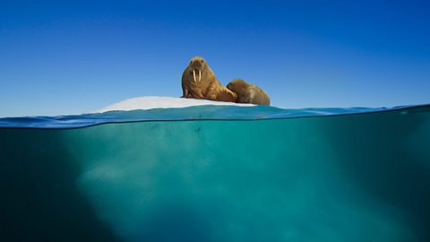 BBC One - Blue Planet II, Series 1, Green Seas, Baby sea dragons emerge