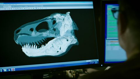 BBC Two - The Real T Rex with Chris Packham, Getting inside T. rex's head