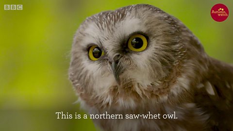 BBC Two - Autumnwatch