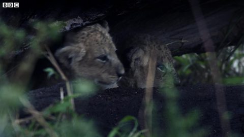 BBC One - Dynasties, Series 1, Lion, Where are they now? - Lion