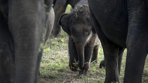 BBC Audio | The Compass | Dominion | Dominion: The animals and the lawyers