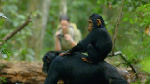 BBC One - Primates