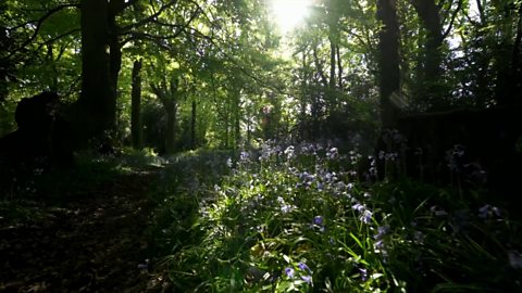 BBC Two - Springwatch, 2020, Mindful moments