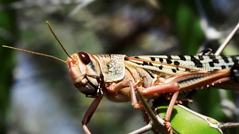 BBC Audio | Science In Action | Food security, locusts and Covid -19