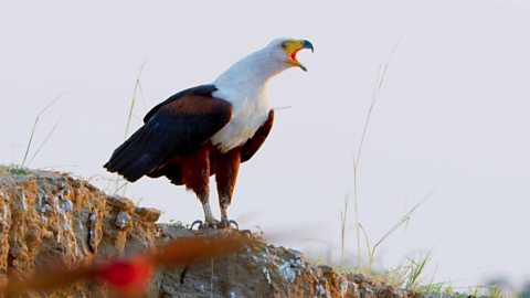 BBC One - A Perfect Planet, Series 1, Weather