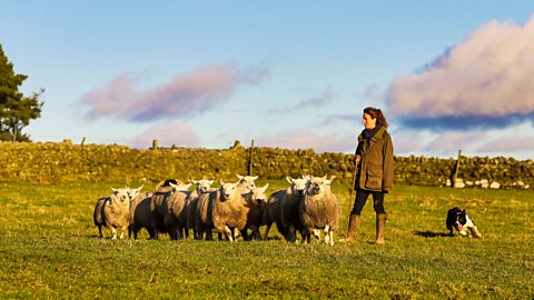 BBC Two - This Farming Life