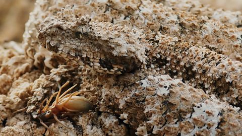 BBC Two - Chris Packham's Animal Einsteins, Series 1, Masterminds ...