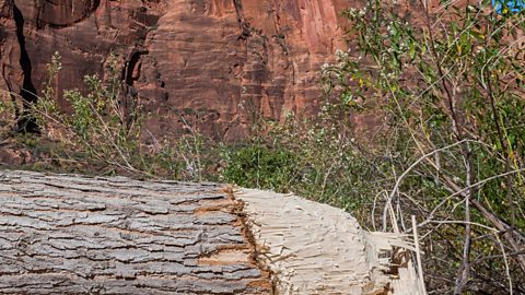 The beavers returning to the desert