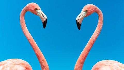 BBC One - The Mating Game