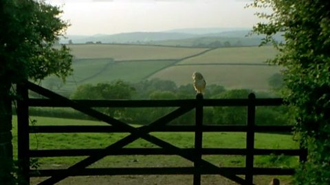 CBeebies - Our Planet, Insects and Tails, What is an insect?