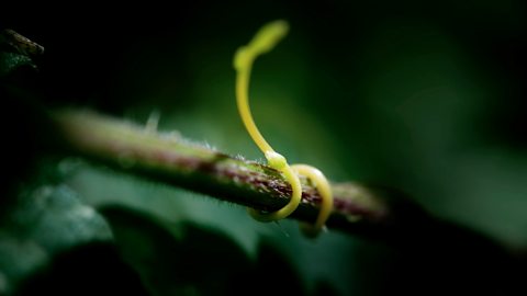 BBC One - The Green Planet, Series 1, Seasonal Worlds, David ...