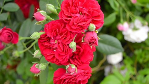 BBC Radio 4 - Gardeners' Question Time - Episode guide