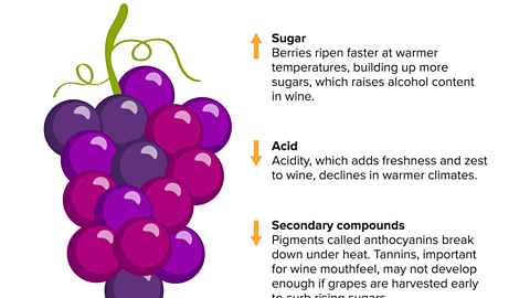 How climate change is tweaking the taste of wine
