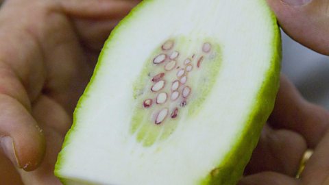 Is this Italy's purest fruit?