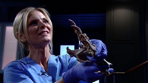 BBC Four - Royal Institution Christmas Lectures