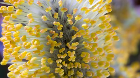 BBC Two - Winterwatch