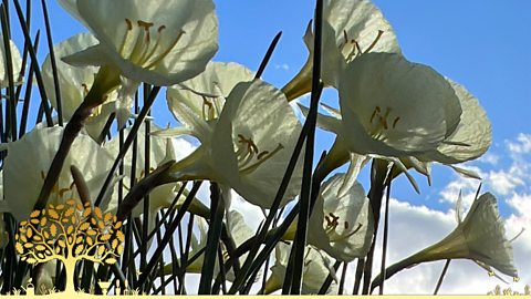 BBC Two - Gardeners' World, 2023, Episode 1, Revelling in Spring Glory