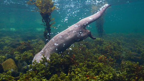 BBC One - Wild Isles