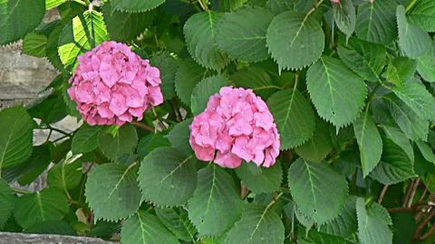 BBC Audio | Gardeners' Question Time | North Shropshire