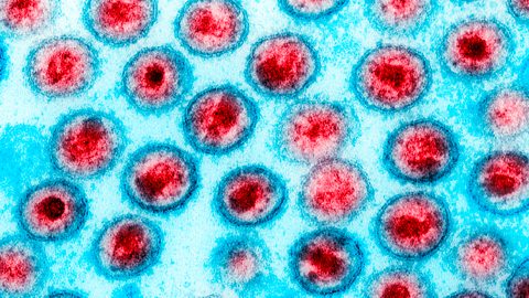 The viruses hiding in our DNA