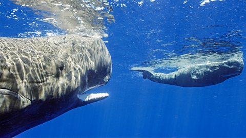 BBC One - Spy in the Ocean - Episode guide