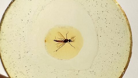 BBC World Service - Science In Action