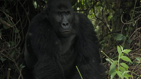 BBC Two - Silverback