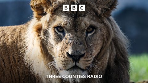 Beds, Bucks and Herts | Latest News & Updates | BBC News