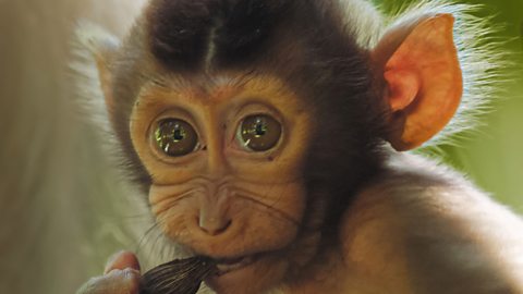 BBC One - Mammals - Episode guide