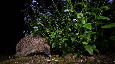 BBC Two - Springwatch