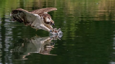 BBC Two - Springwatch