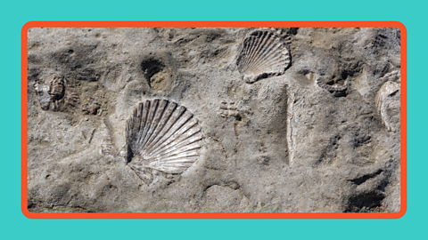 Types of rock – KS2 Science curriculum - BBC Bitesize