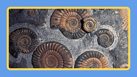 What can fossils tell us? – KS2 Science curriculum - BBC Bitesize