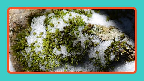 What is a polar habitat? - KS1 Science curriculum - BBC Bitesize